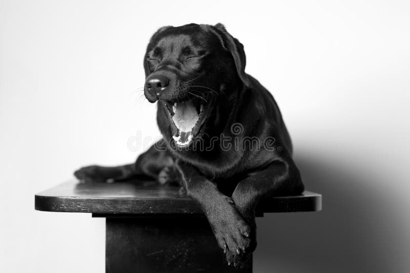 Labrador puppy bored stock photo. Image of cute, companion - 13074492