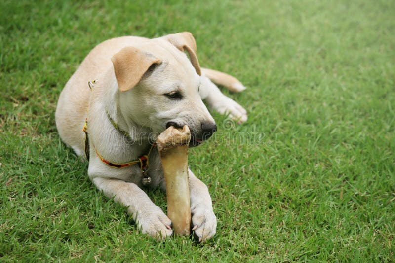 140 Labrador Chewing Bone Stock Photos - Free & Royalty-Free Stock ...