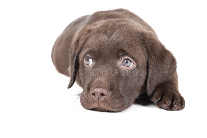 711 Sad Chocolate Labrador Stock Photos - Free & Royalty-Free Stock ...