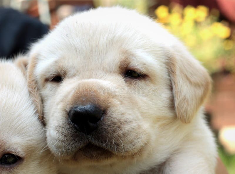 Labrador Puppy Cute One Month Old. Stock Image - Image of golden, home ...