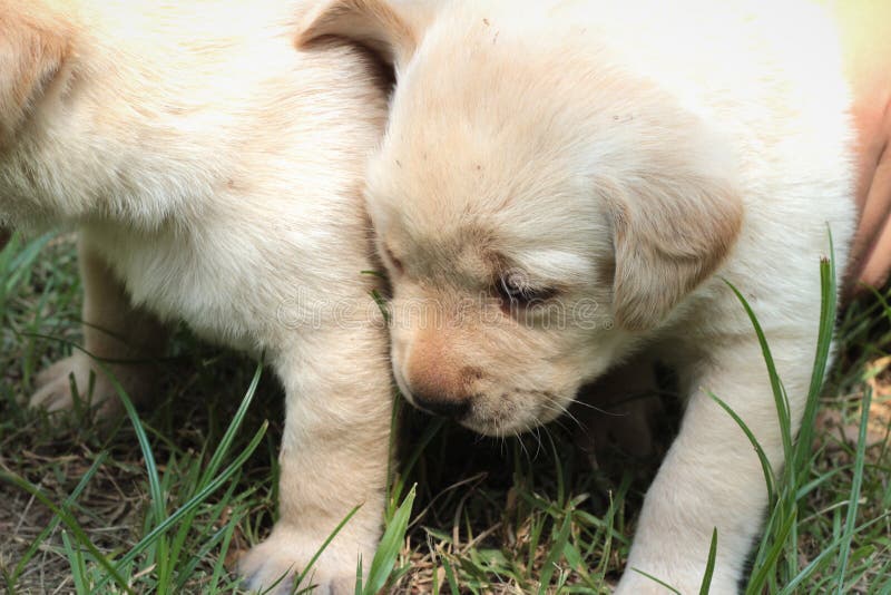Labrador Puppy Cute One Month Old. Stock Image - Image of studio ...