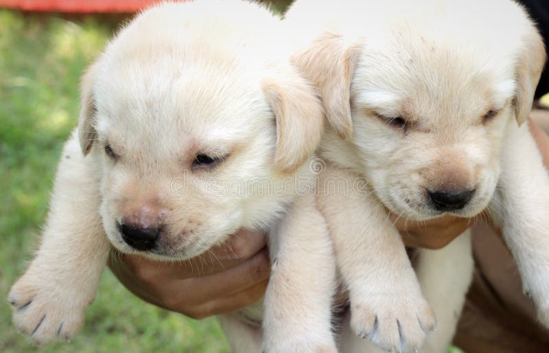 Labrador Puppy Cute One Month Old. Stock Image - Image of studio, doggy ...