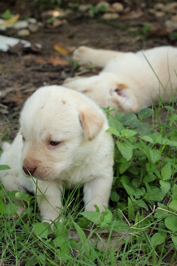 Labrador Puppy Cute One Month Old. Stock Photo - Image of friend ...