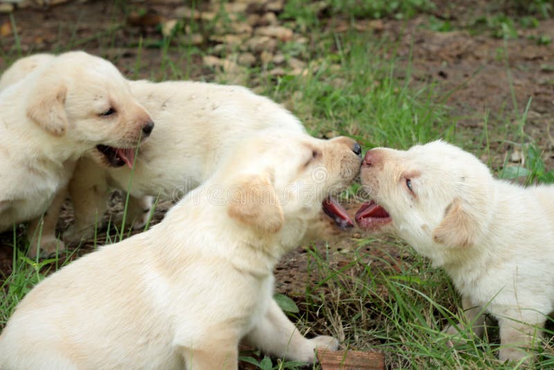 Labrador Puppy Cute One Month Old. Stock Image - Image of little, shot ...