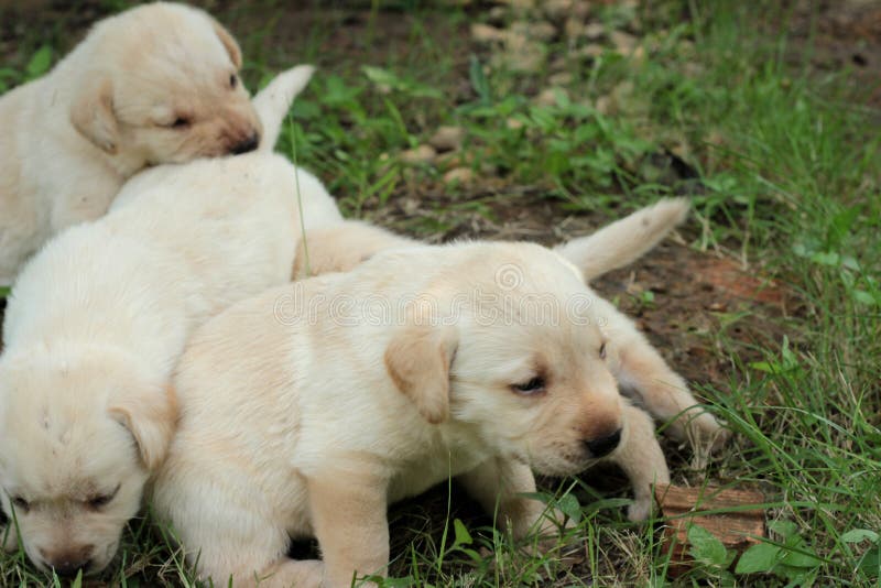 Labrador Puppy Cute One Month Old. Stock Photo - Image of adorable ...