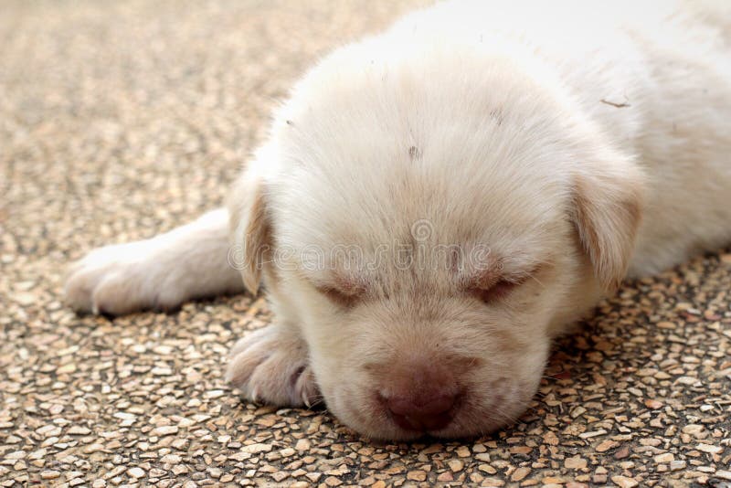 Labrador Puppy Cute One Month Old Was Sleeping. Stock Photo - Image of ...