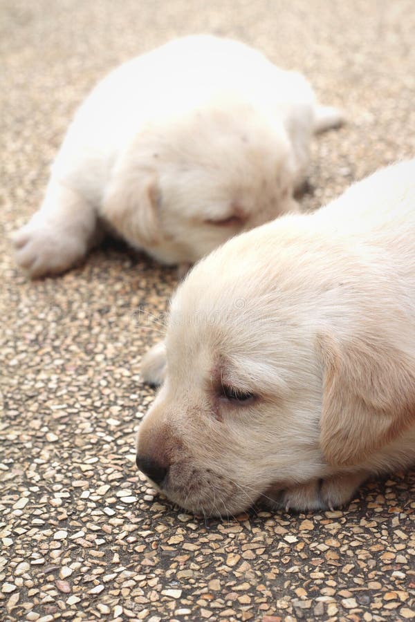 Labrador Puppy Cute One Month Old Was Sleeping. Stock Image - Image of ...