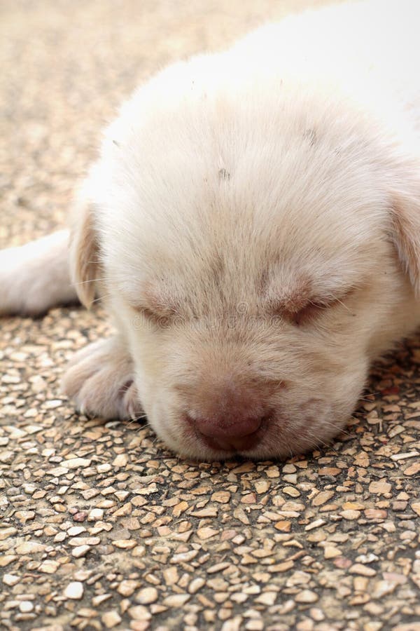 Labrador Puppy Cute One Month Old Was Sleeping. Stock Photo - Image of ...