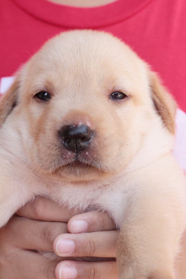 Labrador Puppy Dog Brown Cute. Stock Photo - Image of purebred, cute ...
