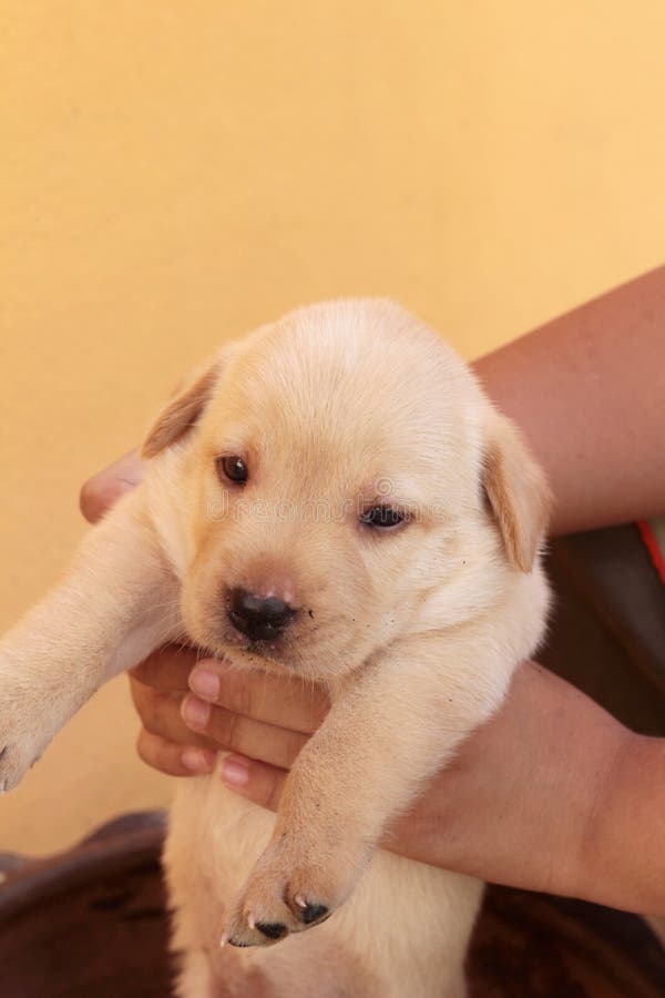 Labrador Puppy Dog Brown Cute. Stock Image - Image of purebred, sleep ...