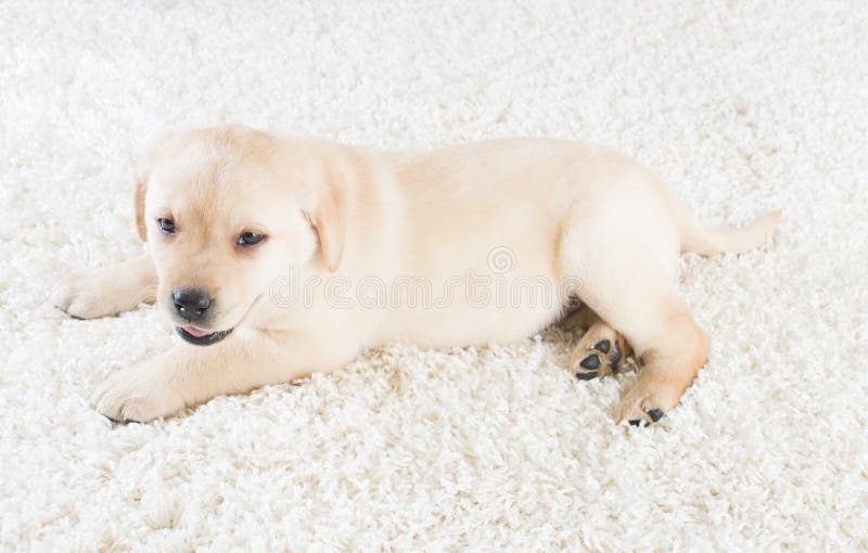 Labrador puppy stock image. Image of purebred, animals - 68679455