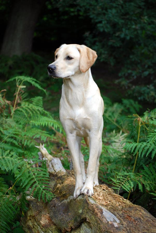Labrador Puppy in the Forest Stock Photo - Image of labrador, cute: 6115238