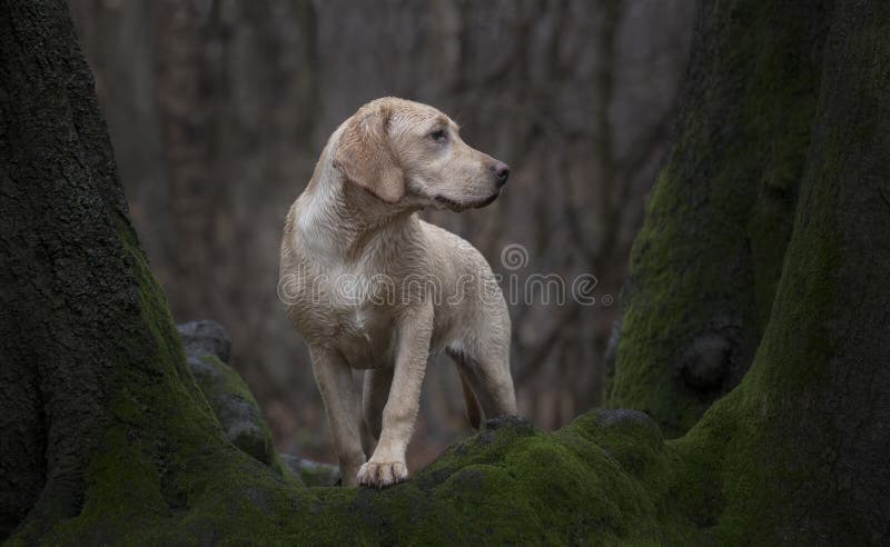 Labrador Puppy in the Forest on a Mossy Tree Stock Image - Image of ...