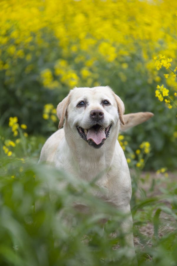 Labrador puppy stock image. Image of ears, animal, labrador - 74713867
