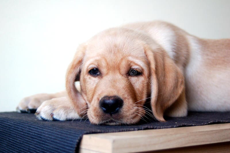 Labrador puppy laying down stock image. Image of squeeze - 76058471