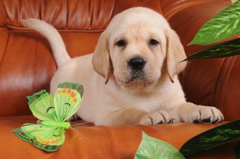 Labrador Puppy Lying on Leather Sofa Stock Photo - Image of green ...