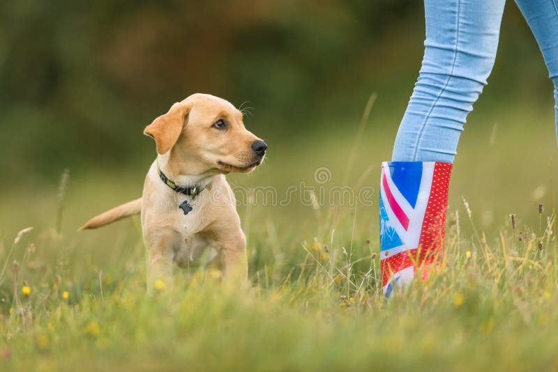 Labrador puppy with owner stock photo. Image of little - 60715286
