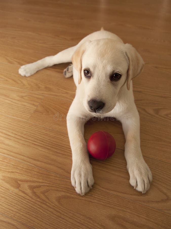 Labrador Puppy playing stock photo. Image of doggy, beautiful - 18082020