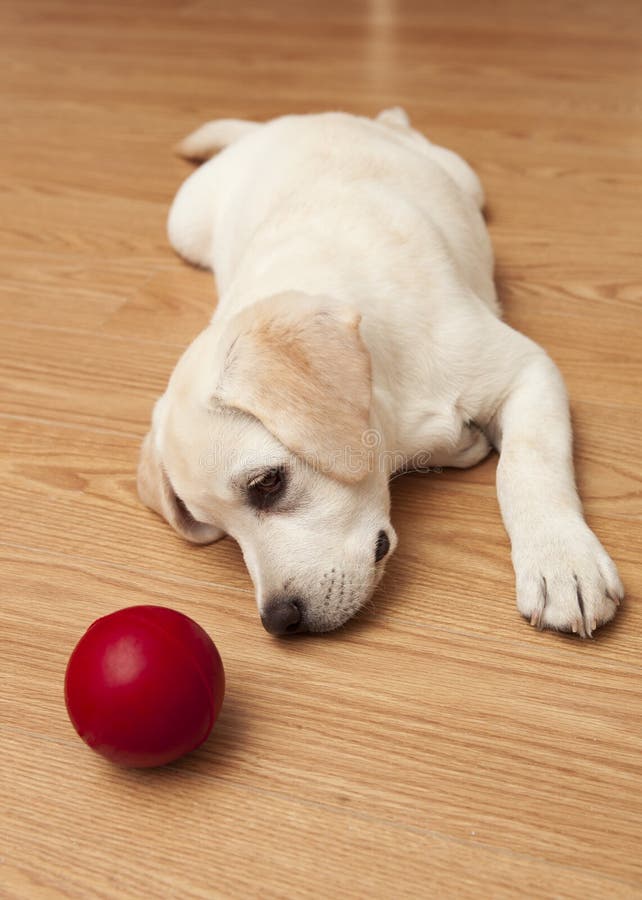 Labrador Puppy playing stock image. Image of purebred - 18082049