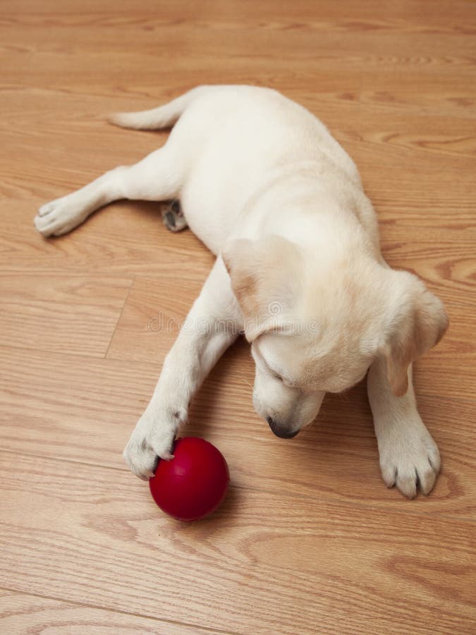 Labrador Puppy playing stock image. Image of doggy, domestic - 18082051