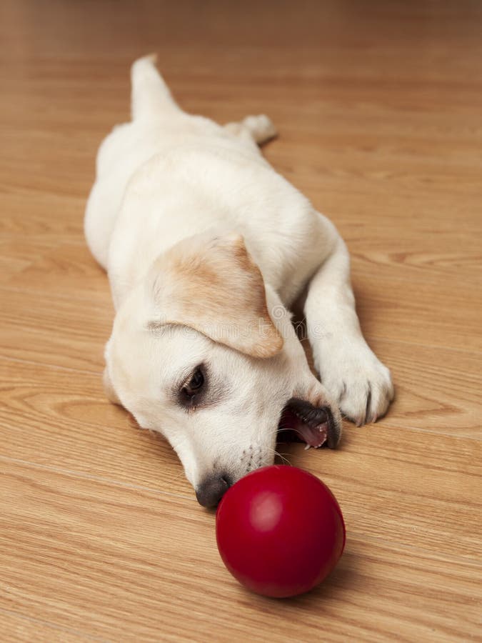 Labrador Puppy playing stock image. Image of lying, mammal - 18671459