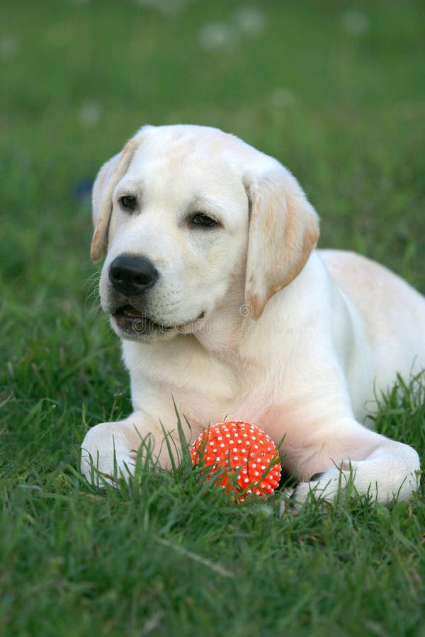 Labrador Puppy Playing with a Ball Stock Photo - Image of black, cute ...