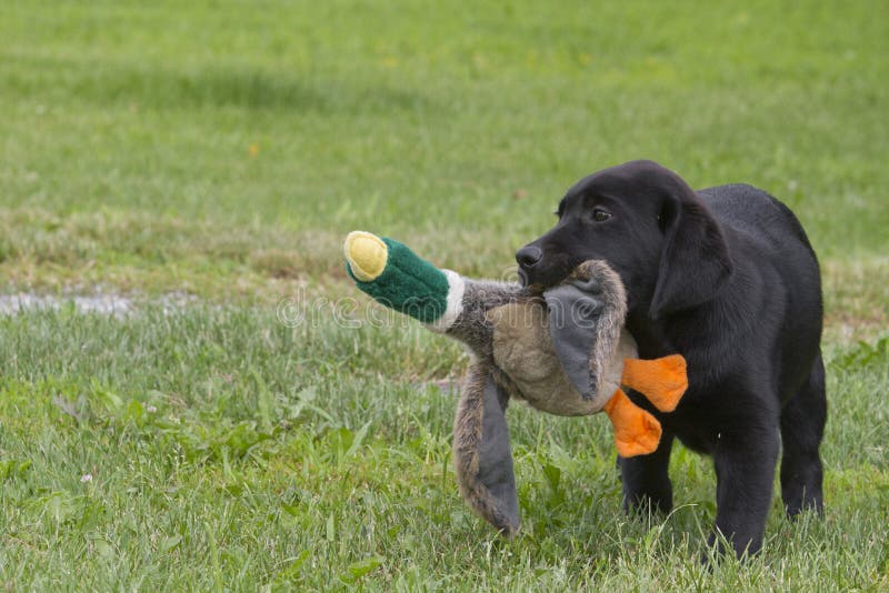 Labrador puppy playing stock image. Image of retriever - 31021573