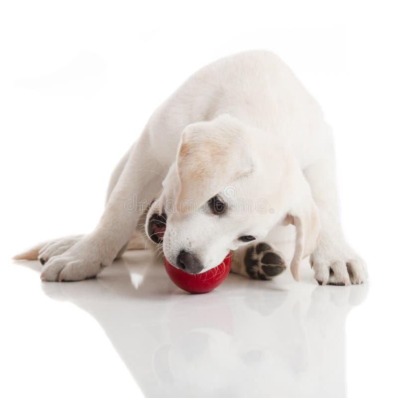 Labrador Puppy playing stock image. Image of mammal, doggy - 60683453