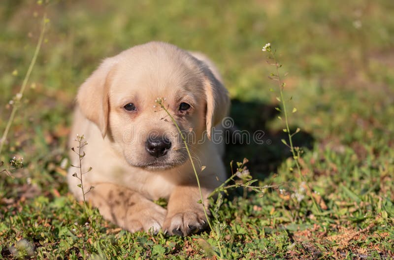Labrador puppy portrait stock image. Image of beauty - 180356119