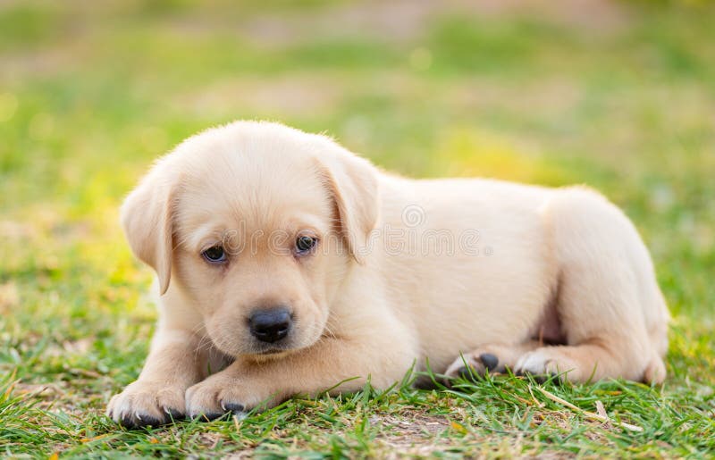Labrador puppy portrait stock photo. Image of love, breed - 180790532
