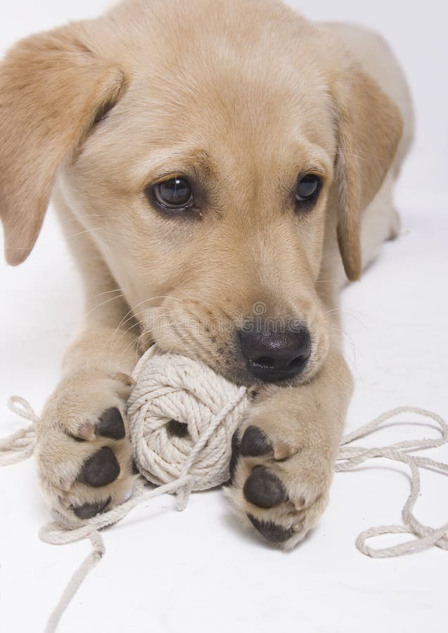 Labrador Puppy with Rope stock image. Image of whelp - 17447615