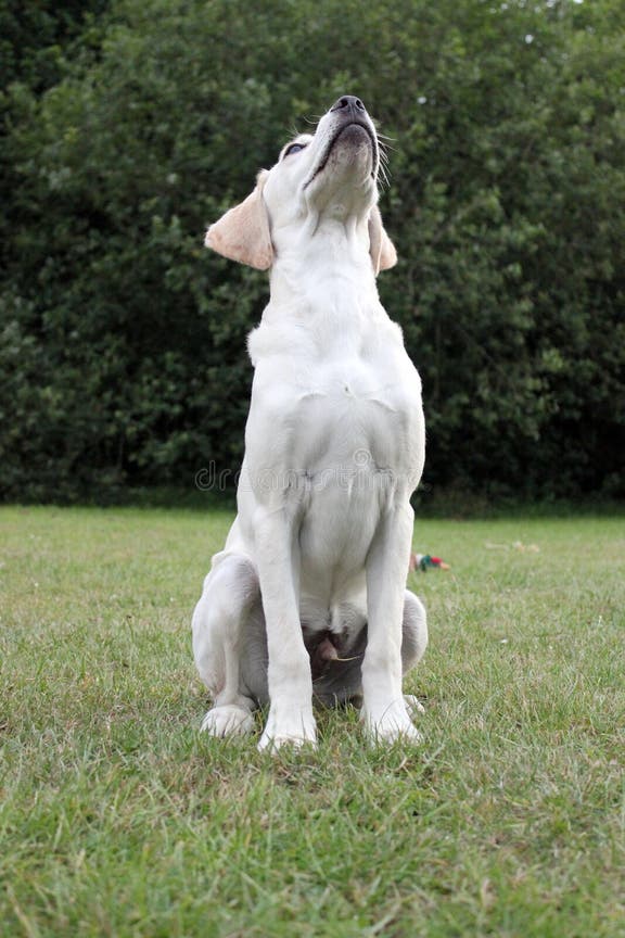 Labrador Puppy Sitting Down Stock Photo - Image of lazy, indoors: 56227464