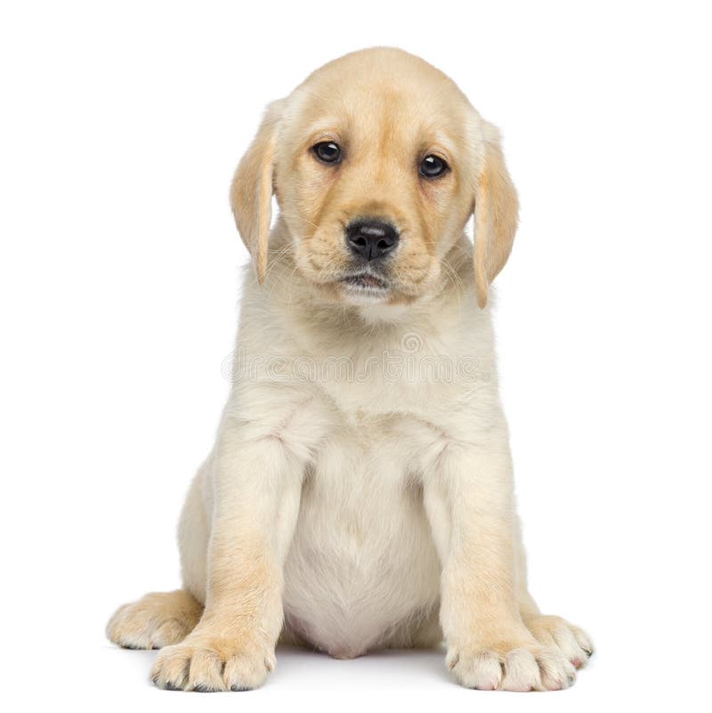 Labrador Puppy Sitting and Facing Stock Photo - Image of domestic ...