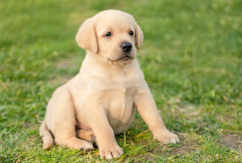 Labrador Puppy Sitting in the Garden Stock Image - Image of breed ...