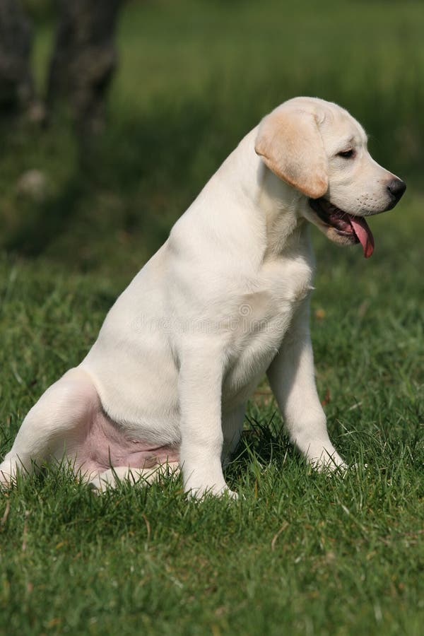 Adorable Yellow Labrador Puppy Sitting In The Grass Stock Photo - Image ...