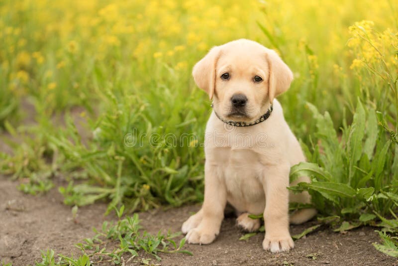 Labrador Puppy Sitting in the Field Stock Image - Image of labrador ...