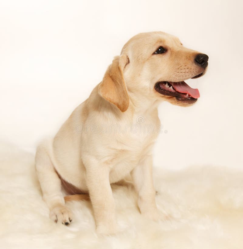 Two small Labrador stock image. Image of fluffy, white - 20111441