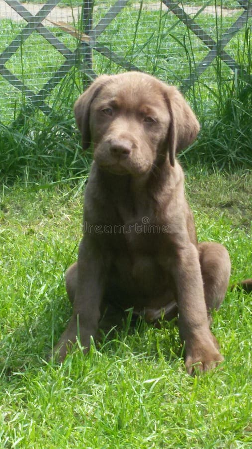 Labrador Puppy 12 Weeks Old Stock Photo - Image of labrador, puppy ...