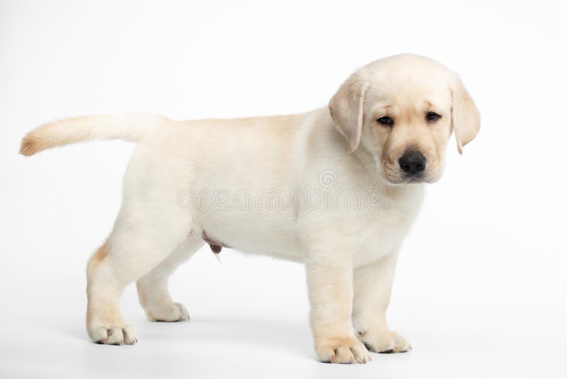 Labrador Puppy on White Background Stock Photo - Image of creature ...