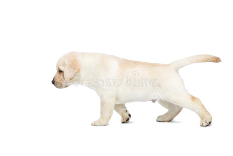 Labrador Puppy on White Background Stock Image - Image of friend ...