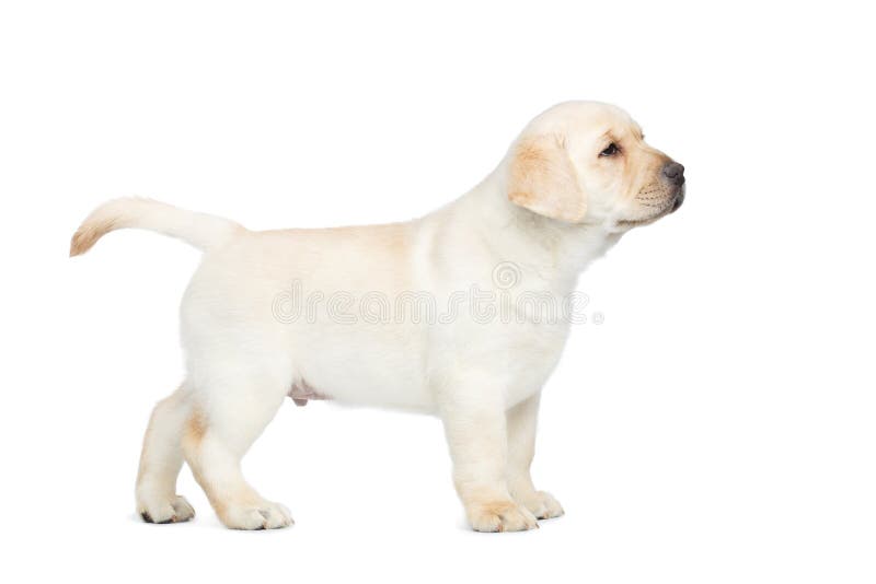 Labrador Puppy on White Background Stock Image - Image of friend ...