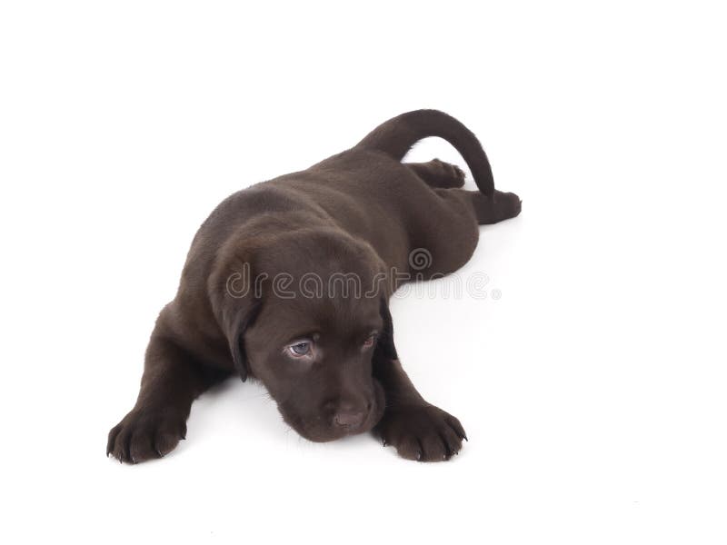 200 Sad Chocolate Lab Stock Photos - Free & Royalty-Free Stock Photos ...