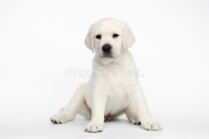 Labrador Puppy on White Background Stock Image - Image of friend ...