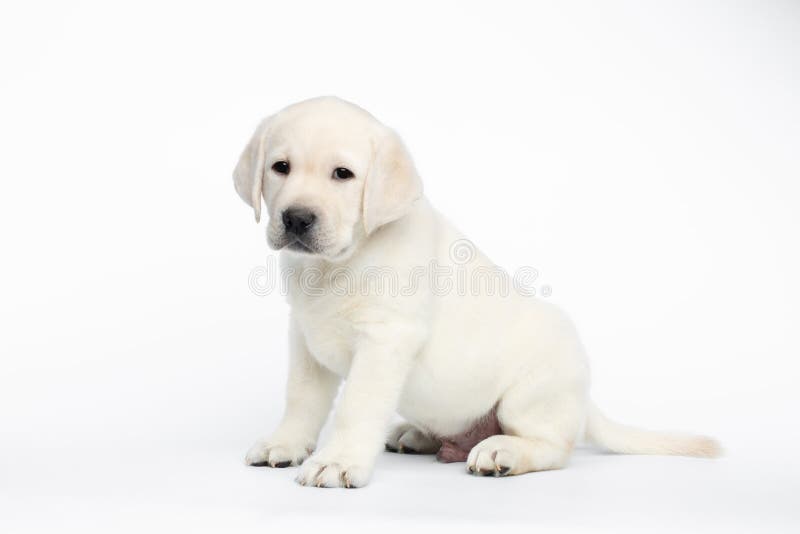 Labrador Puppy on White Background Stock Image - Image of friend ...