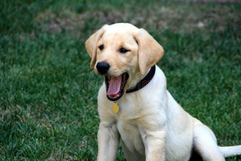 Labrador puppy yawning stock image. Image of beautiful - 5943099