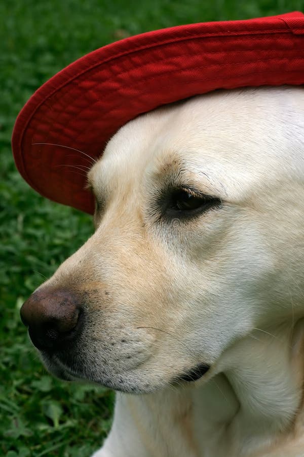 Labrador Retriever Head stock photo. Image of canine, clever - 136260