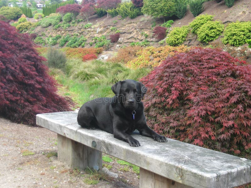 Labrador Relaxed on Concrete Bench Stock Image - Image of shrubbery ...