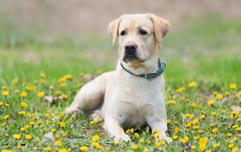 Labrador Retiever Dog Resting in the Park Stock Photo - Image of ...