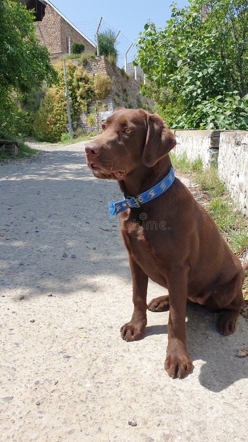 Labrador Retreiver, Stella stock photo. Image of grass - 184430984