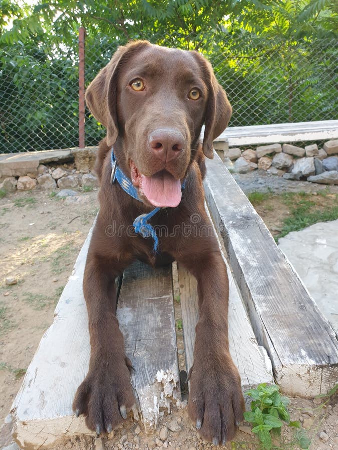 Labrador Retreiver, Stella stock photo. Image of retreiver - 184430886